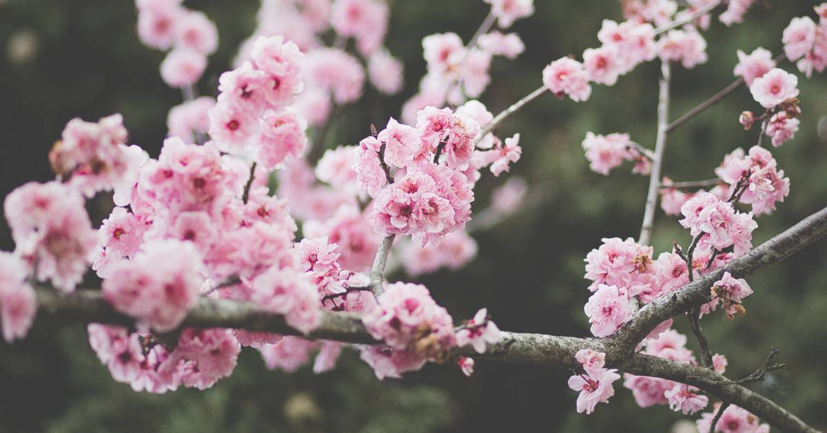 Psychologist Chicago: Spring Into Positivity